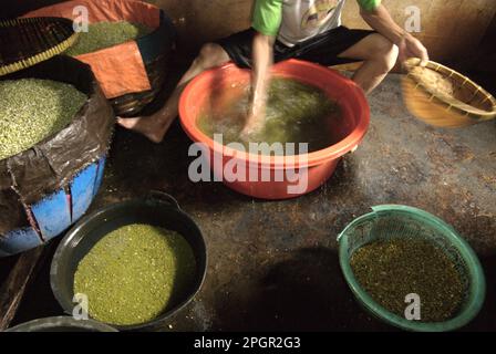 A worker is washing mung beans at an urban growing farm of bean sprouts ...