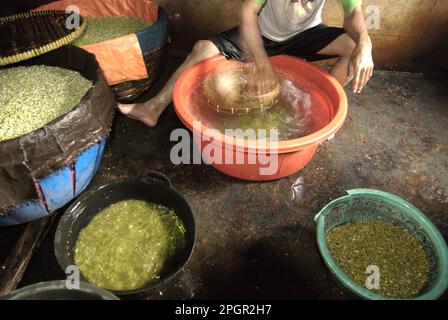 A worker is washing mung beans at an urban growing farm of bean sprouts ...