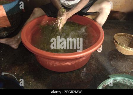 A worker is washing mung beans at an urban growing farm of bean sprouts ...