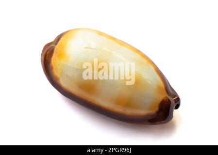 Cypraea talpa shell isolated on white background Stock Photo - Alamy