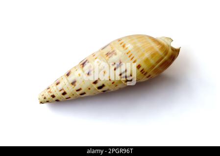 Broken Terebra Maculata shell isolated on white background Stock Photo ...