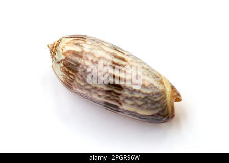 Oliva miniacea shell isolated on white background Stock Photo - Alamy