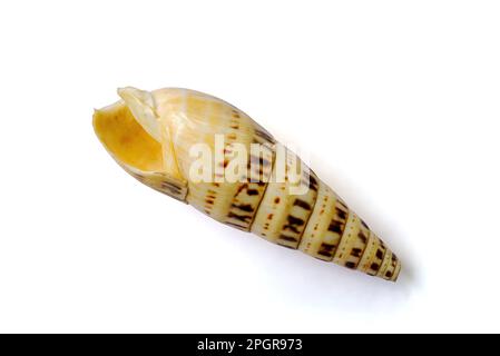 Broken Terebra Maculata shell isolated on white background Stock Photo ...