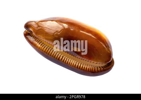 Cypraea talpa shell isolated on white background Stock Photo - Alamy