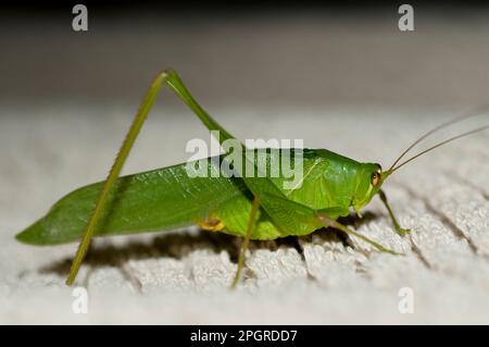 Katydid, Tettigoniidae Family, Klungkung, Bali, Indonesia Stock Photo ...