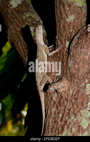 Flying lizard Draco volans Agamidae male with his gular flap and wings ...