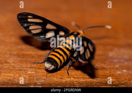 Tiger Moth, Amata huebneri, Klungkung, Bali, Indonesia Stock Photo - Alamy