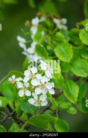 Pyrus cordata, Plymouth pear, Pyrus communis cordata, creamy white ...