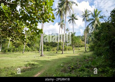 A bright meadow surrounded by rainforest and overgrown with palm trees ...