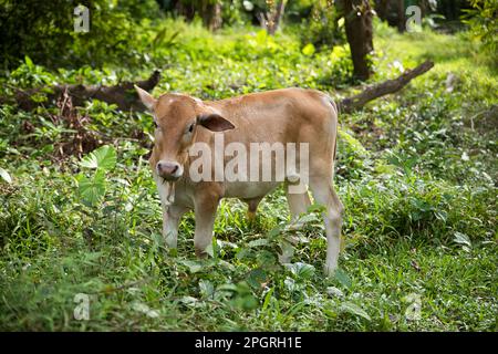 A cow in the middle of a rainforest of El Nido, Palawan in the ...