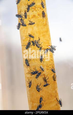 Yellow fly trap paper on Olive trees Stock Photo - Alamy