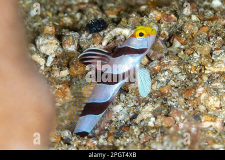 Yellow nose goby (Stonogobiops xanthorhinica) Lembeh Strait, North ...
