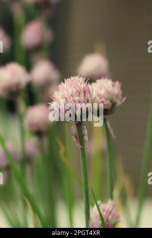 Traditional clovers growing in the wildflower fields in a black and ...