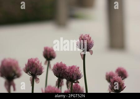 Traditional clovers growing in the wildflower fields in a black and ...