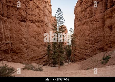 Navajo Loop Trail Trees Grow In The Switchbacks in Bryce Canyon Stock ...