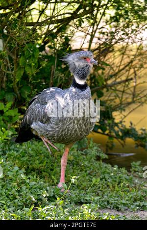 Southern screamer (Chauna torquata), also known as the crested screamer ...