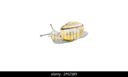 Snail with snail shell cut out. Small mollusk. Snail with house, foot ...