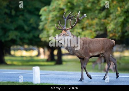 Red deer stag crossing a road Stock Photo - Alamy