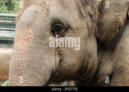 Elephants are animals that have small eyes compared to their size Stock ...