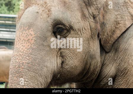 Elephants are animals that have small eyes compared to their size Stock ...