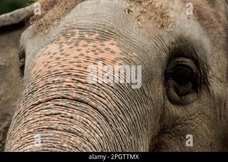 Elephants are animals that have small eyes compared to their size Stock ...