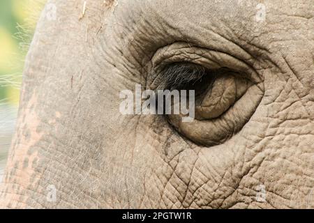 Elephants are animals that have small eyes compared to their size Stock ...