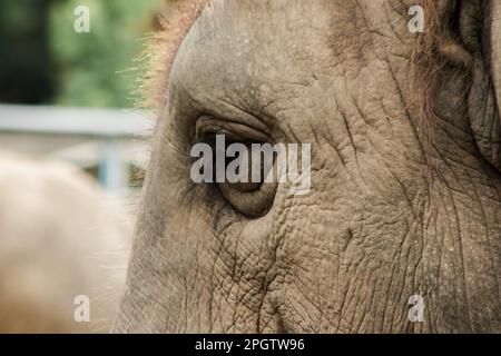 Elephants are animals that have small eyes compared to their size Stock ...