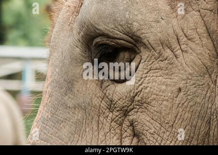 Elephants are animals that have small eyes compared to their size Stock ...