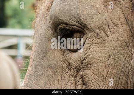 Elephants are animals that have small eyes compared to their size Stock ...