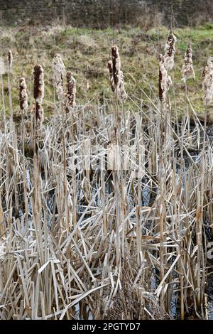Fluffy Bulrushes ( Scirpus lacustris ) turning to Seed in a Pond ...