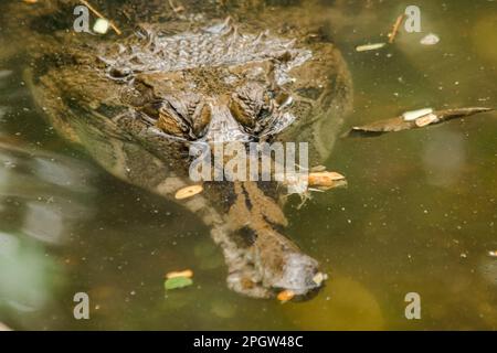 The False Gharial header is under water. False Gharial The body is ...