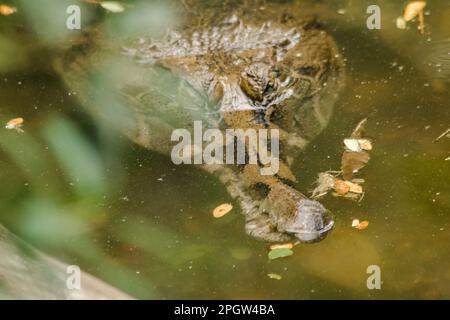 The False Gharial header is under water. False Gharial The body is ...