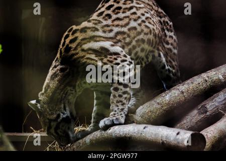 Ocelot on a branch Exhibited in the zoo The hair on the stomach is ...