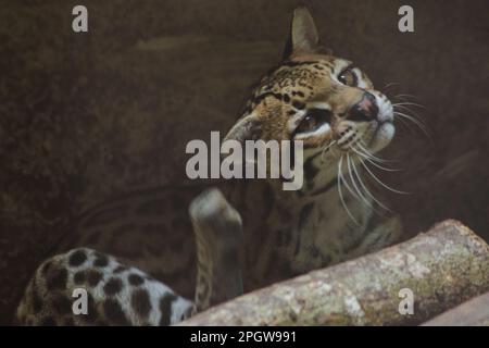 Ocelot on a branch Exhibited in the zoo The hair on the stomach is ...
