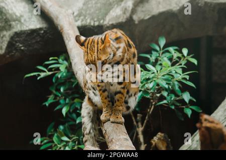 Ocelot sits on a branch. Have a short, thick, soft coat The belly hair ...