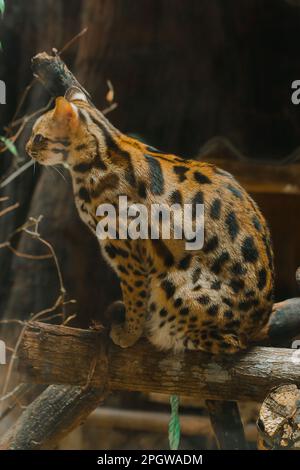 Ocelot sits on a branch. Have a short, thick, soft coat The belly hair ...