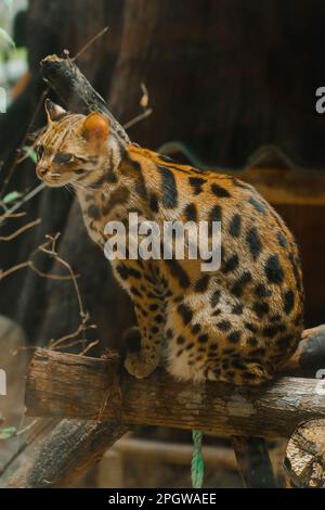 Ocelot sits on a branch. Have a short, thick, soft coat The belly hair ...