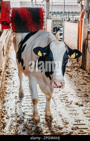A black and white milk cow scratching her back on an electric back ...