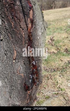 A closeup shot of the sap oozing out of the tree trunk in a forest ...