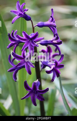 Lilac-violet hyacinth (Hyacinthus orientalis) Silverstone blooms in a ...
