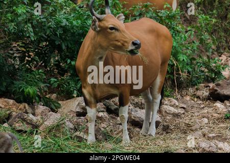 Banteng was eating a young grass, a young bamboo leaf.Banteng is a type ...