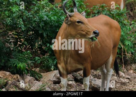 Banteng was eating a young grass, a young bamboo leaf.Banteng is a type ...