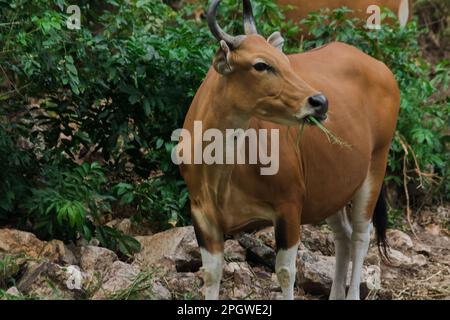 Banteng was eating a young grass, a young bamboo leaf.Banteng is a type ...