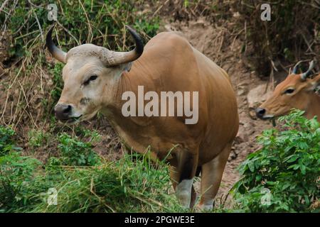Banteng was eating a young grass, a young bamboo leaf.Banteng is a type ...