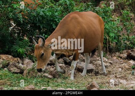 Banteng was eating a young grass, a young bamboo leaf.Banteng is a type ...