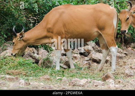 Banteng was eating a young grass, a young bamboo leaf.Banteng is a type ...