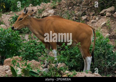 Banteng stood on the rocks along the edge of the forest.Banteng is a ...
