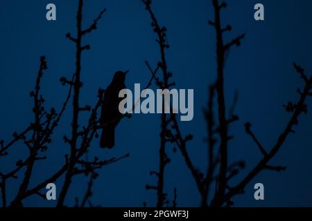 Blackbird singing in the evening (Turdus merula Stock Photo - Alamy
