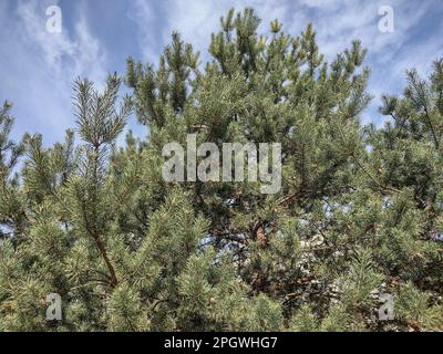Scot's Pine in Romania. Pinus sylvestris Stock Photo - Alamy