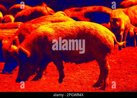 The red breeding pig, pack. Illustration of thermal image Stock Photo ...